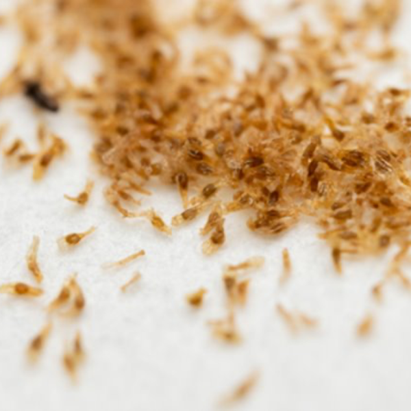 Back On Our Map Legacy Documents | Morecambe Bay Partnership