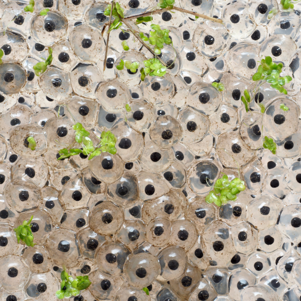 Nature notes: how we can all help nature | Morecambe Bay Partnership