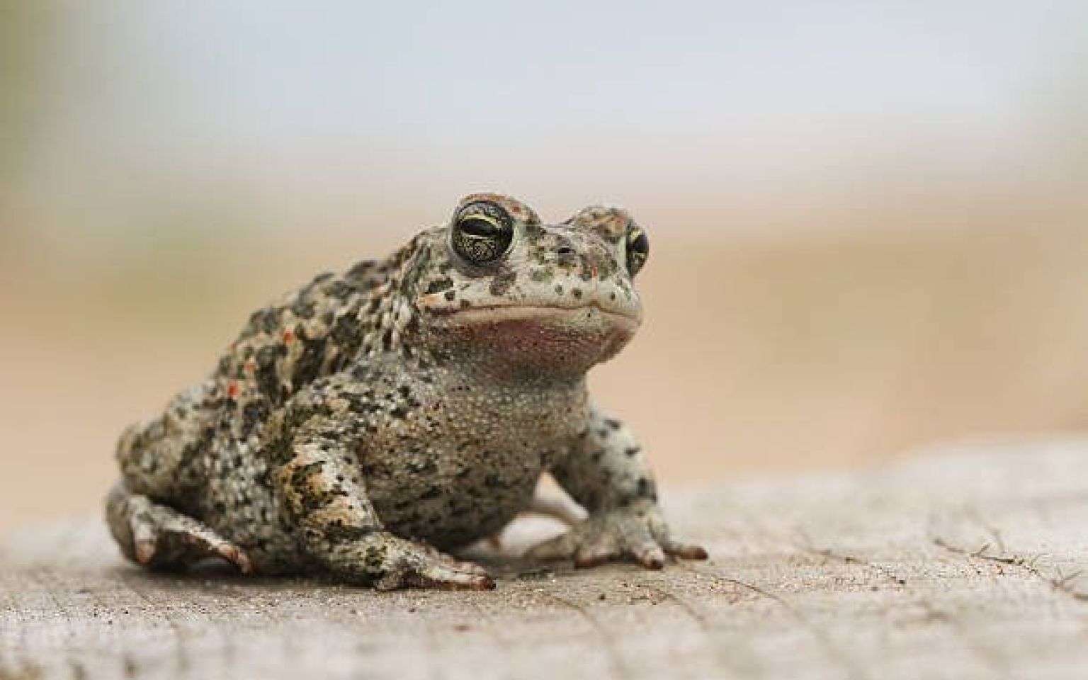 Nature Notes: Discover Natterjack Toads… | Morecambe Bay Partnership