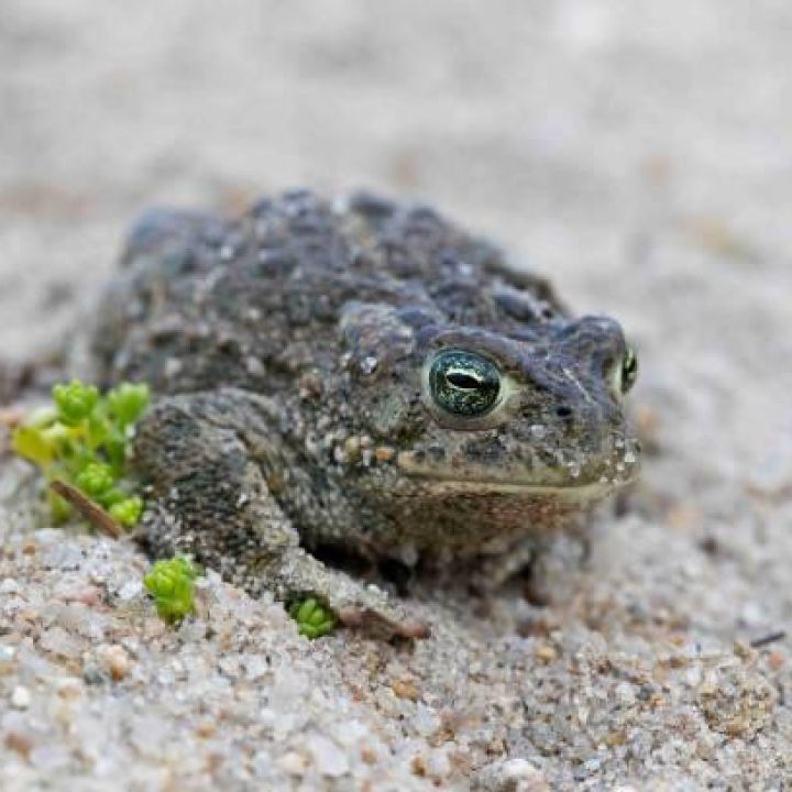 Nature Notes: Discover Natterjack Toads… | Morecambe Bay Partnership