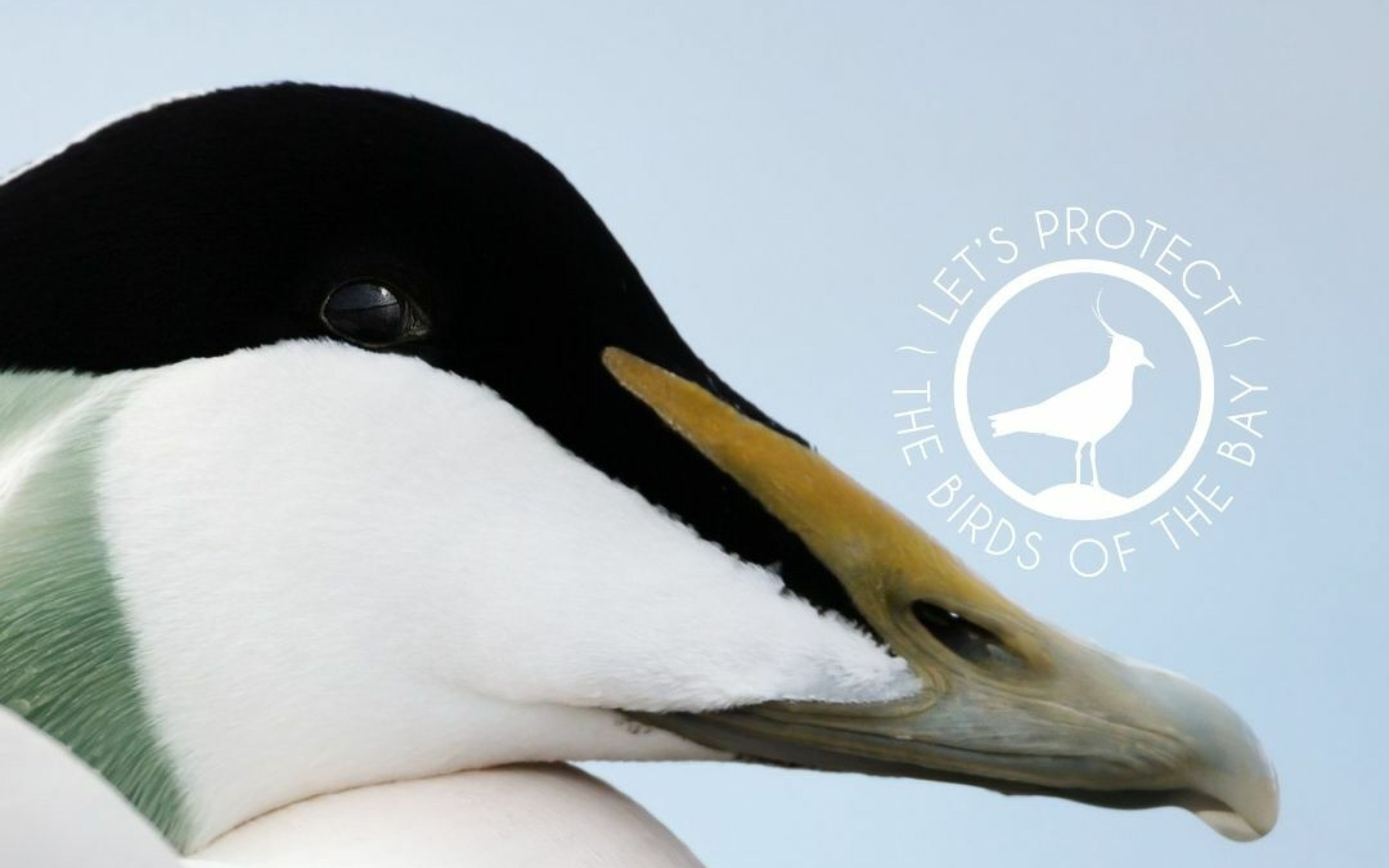 The Birds of the Bay | Morecambe Bay Partnership