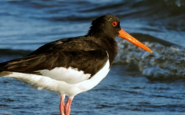 The Birds of the Bay | Morecambe Bay Partnership