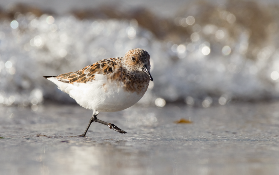 The Birds of the Bay | Morecambe Bay Partnership