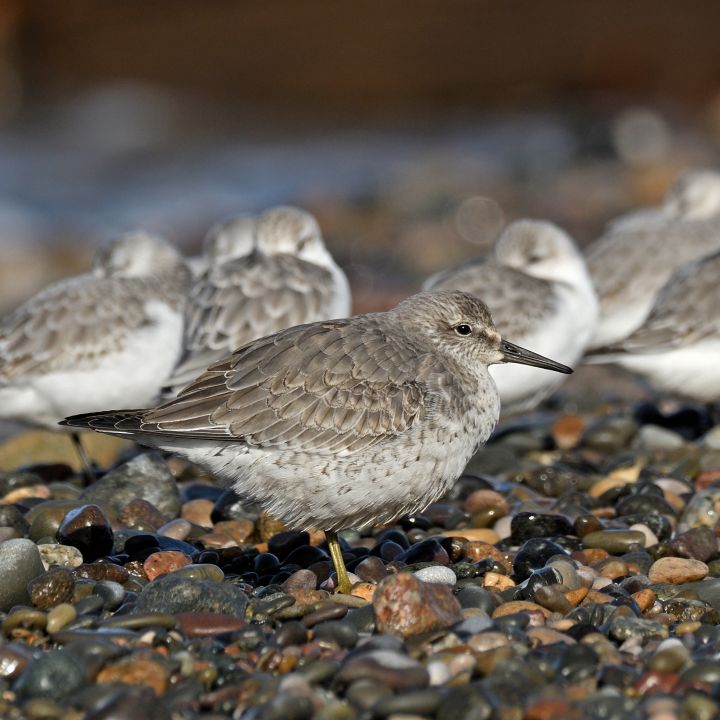 What is Morecambe Bay? | Morecambe Bay Partnership